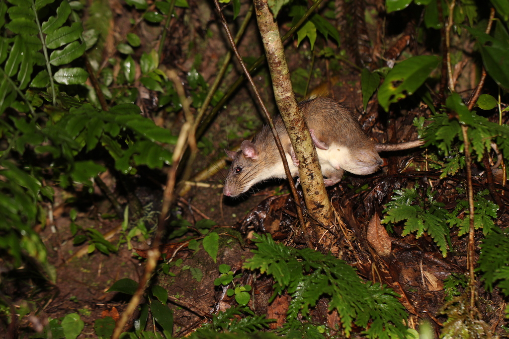 Coxing's White-bellied Rat from 台灣台北 on August 30, 2018 at 10:51 PM by ...