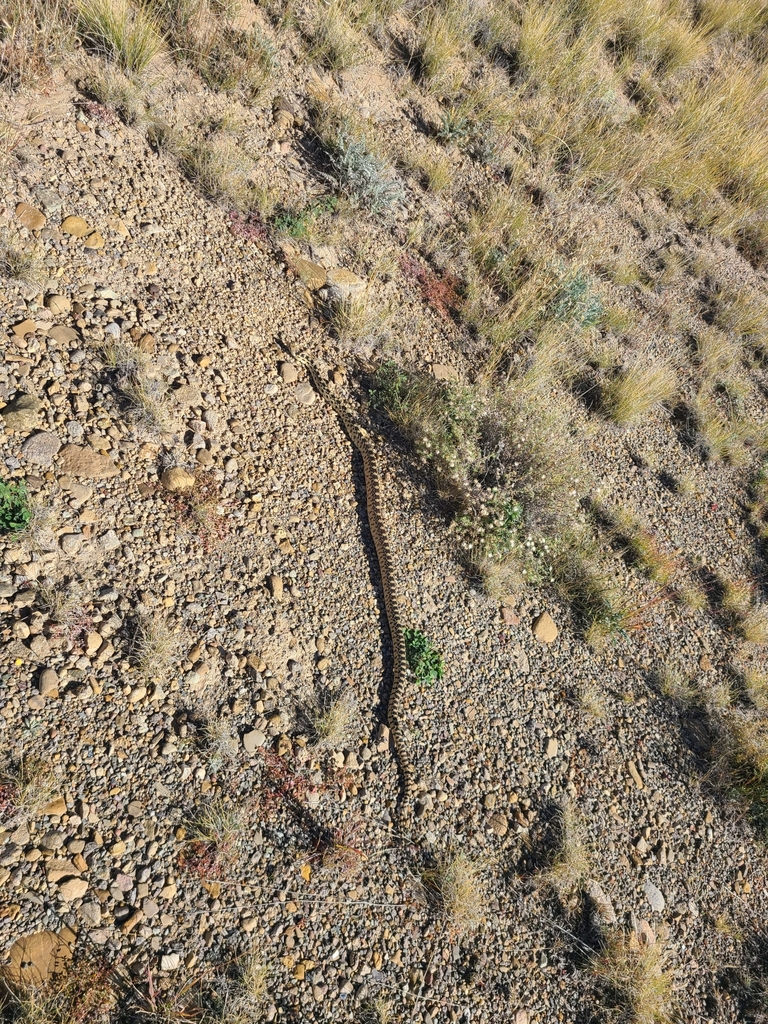 Great Basin Gopher Snake from Norwood, CO 81423, USA on October 22 ...