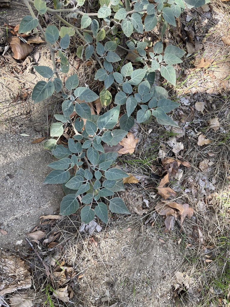 Sacred Datura from Aguanga, CA, US on October 21, 2022 at 10:13 AM by ...