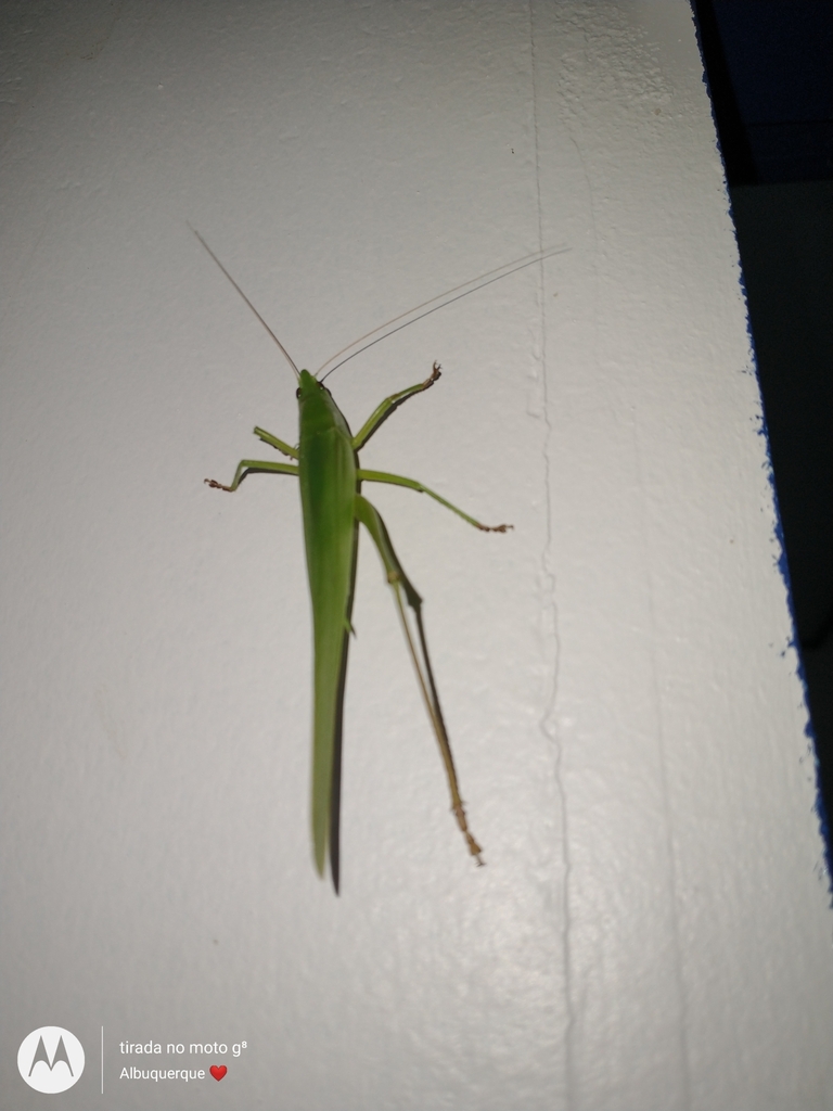 Common Coneheads from Feijó - Acre on October 22, 2022 at 08:52 PM by ...