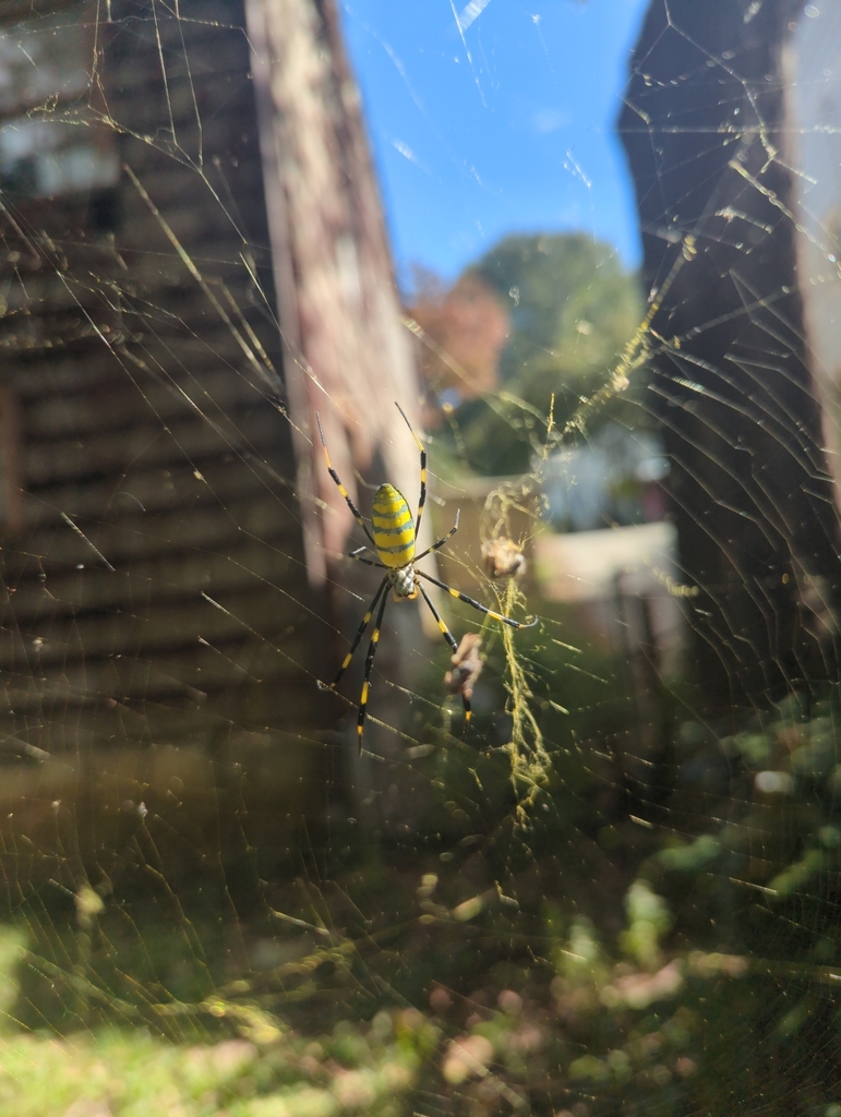 Joro Spider from Lake Claire, Atlanta, GA 30307, USA on October 23 ...