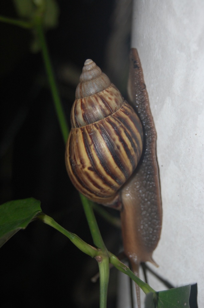 African Giant Snail from Marina South, Singapore on February 18, 2013 ...