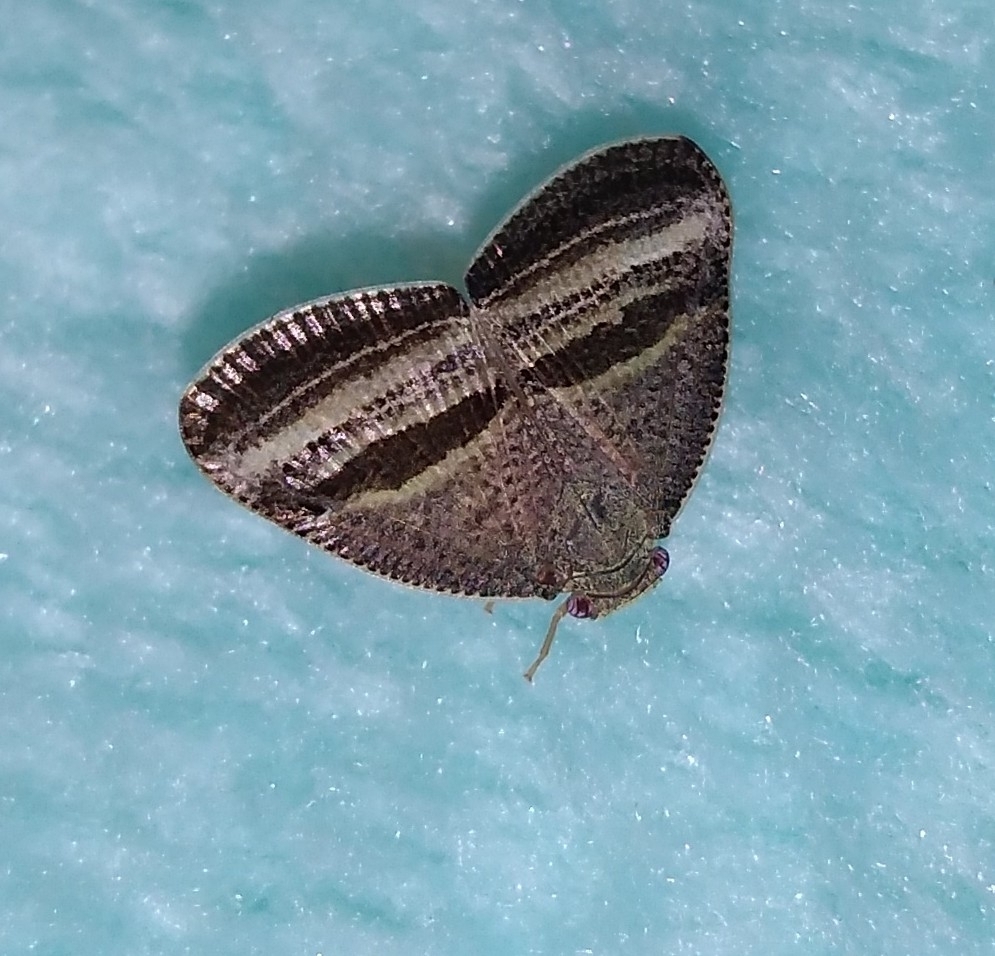 Ricania from PJX2+GP6, Katrakayalagunta, Andhra Pradesh 517641, India ...
