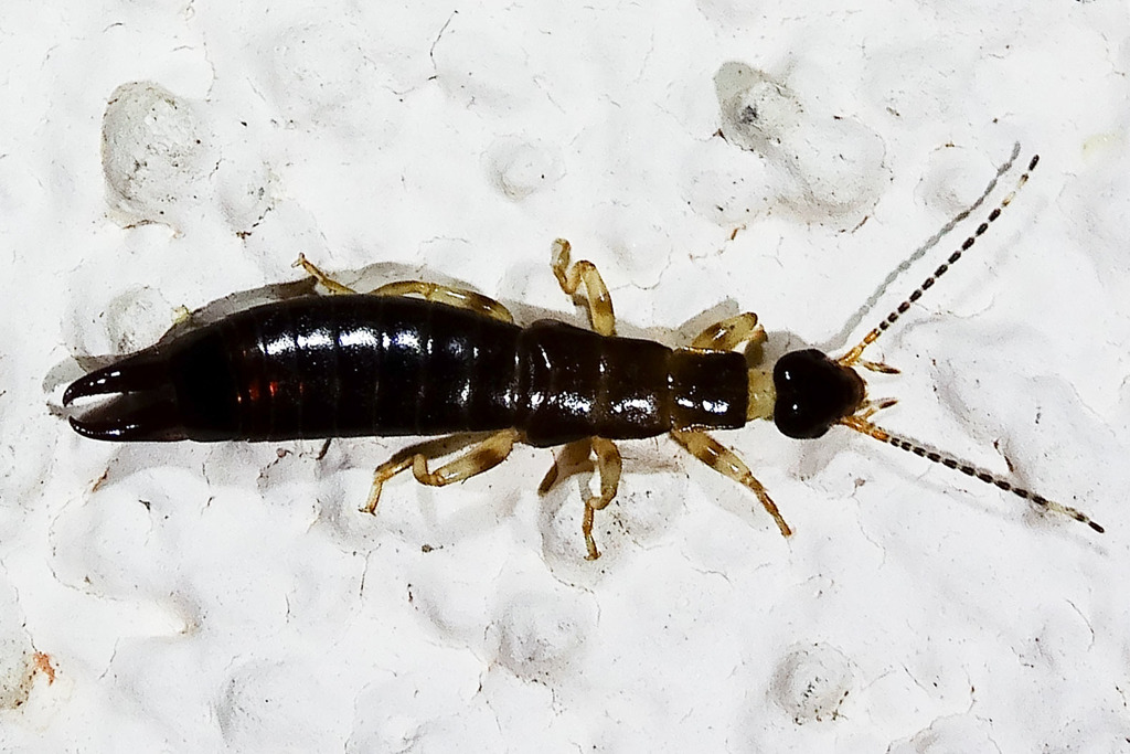 Ring-legged Earwig from House--Santee on August 30, 2015 at 10:32 PM by ...
