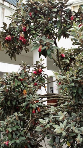 Genus Trochetia · iNaturalist United Kingdom