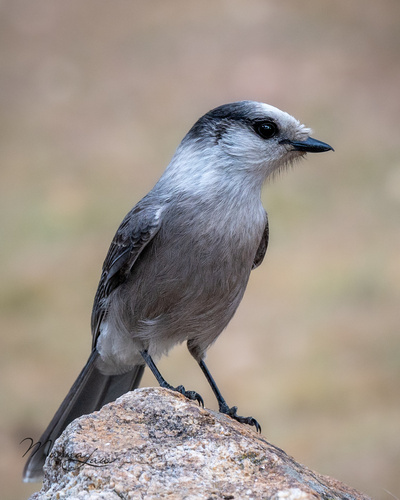 Alberta Jay (Subspecies Perisoreus canadensis albescens) · iNaturalist