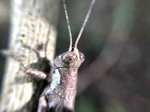 Teinophaus matilei · NaturaLista Colombia