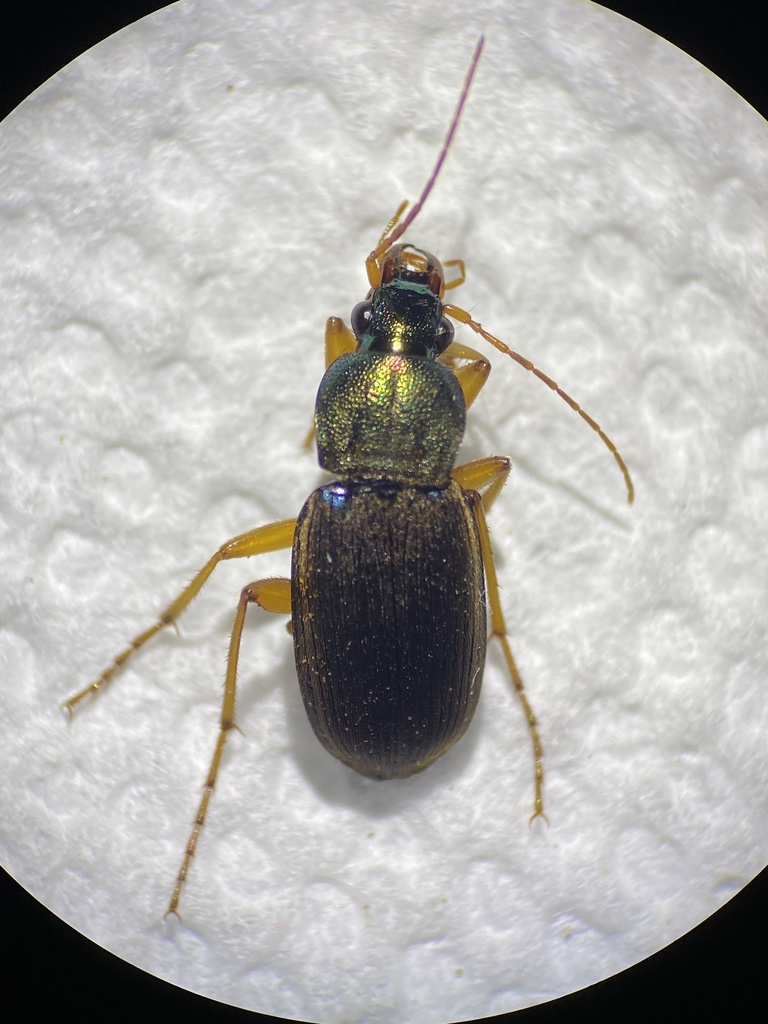 Emarginate Chlaenius from Wheaton Regional Park, Silver Spring, MD, US ...
