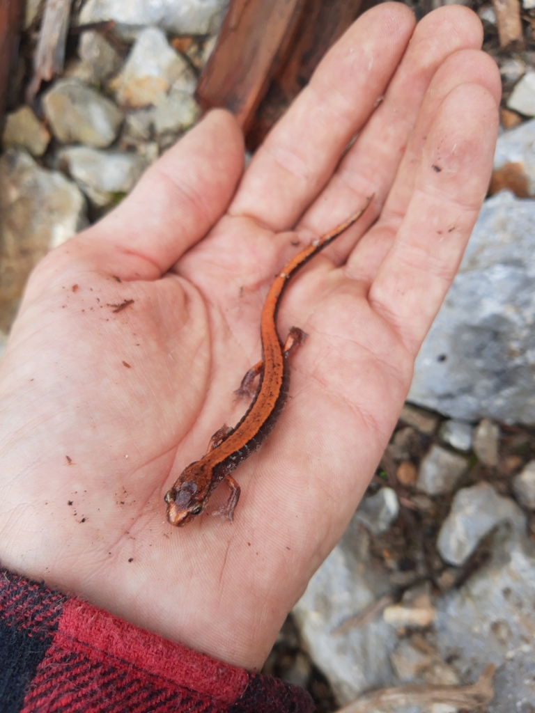 Western Red-backed Salamander from Holberg, BC V0N 1Z0, Canada on ...