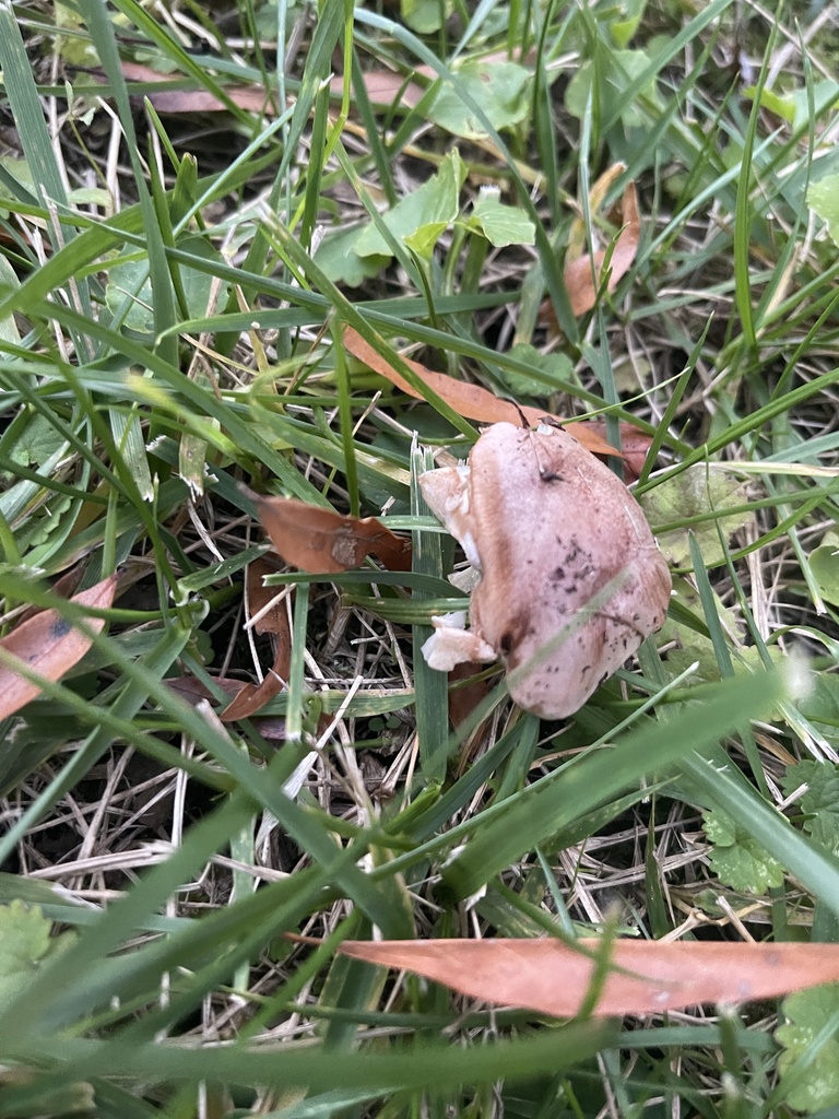 Mower's Mushroom from Mac Anderson Park, Statesville, NC, US on October ...
