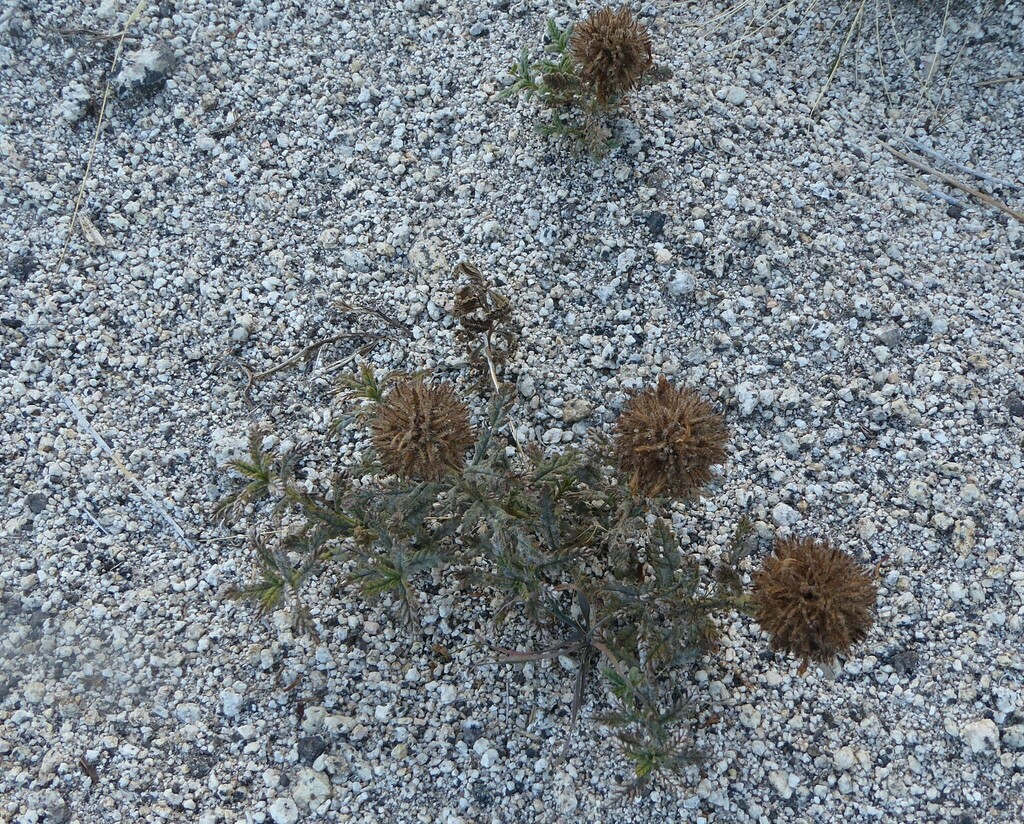 Rothrock's Fiddleleaf from Mt Whitney Portal, Inyo County, CA, USA on ...