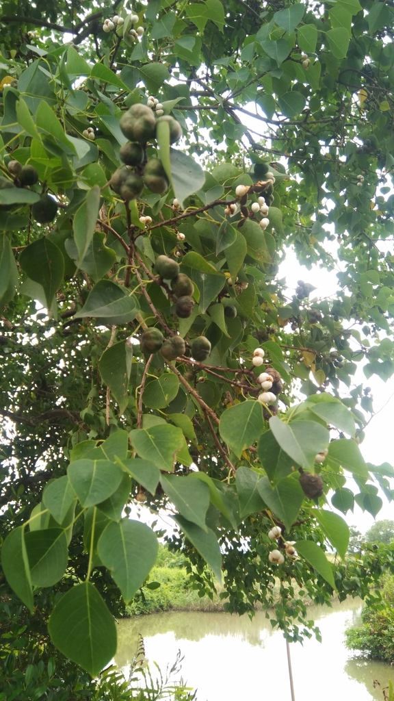 Chinese Tallow from Mai Po Marshes Nature Reserve on October 23, 2022 ...