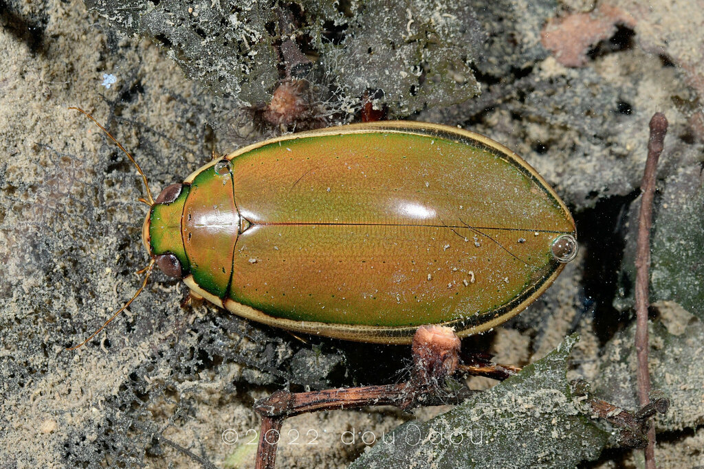 Cybister tripunctatus lateralis from 中国江苏省南京市玄武区紫金山 on October 22, 2022 ...