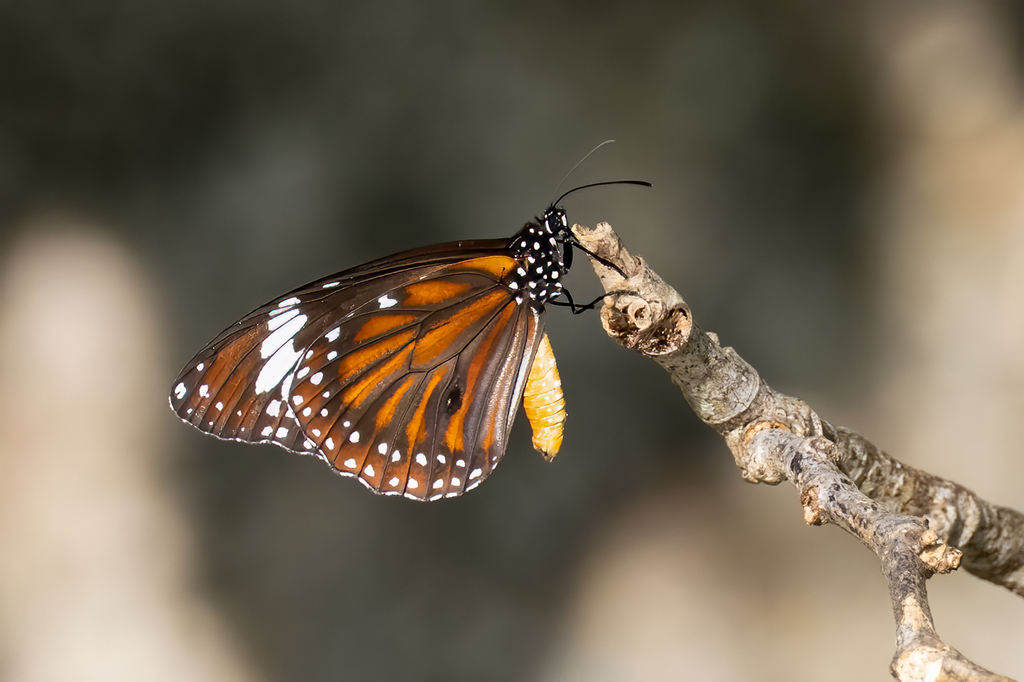 Swamp Tiger Butterfly in September 2022 by Jes Lefcourt · iNaturalist