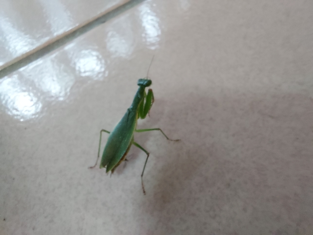 Asian Ant Mantis in October 2022 by Jing Wen Yang · iNaturalist