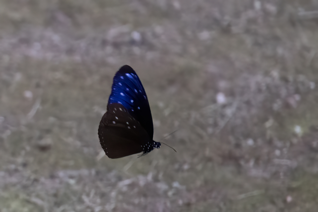 Striped Blue Crow Butterfly from Mu Si, Pak Chong District, Nakhon ...