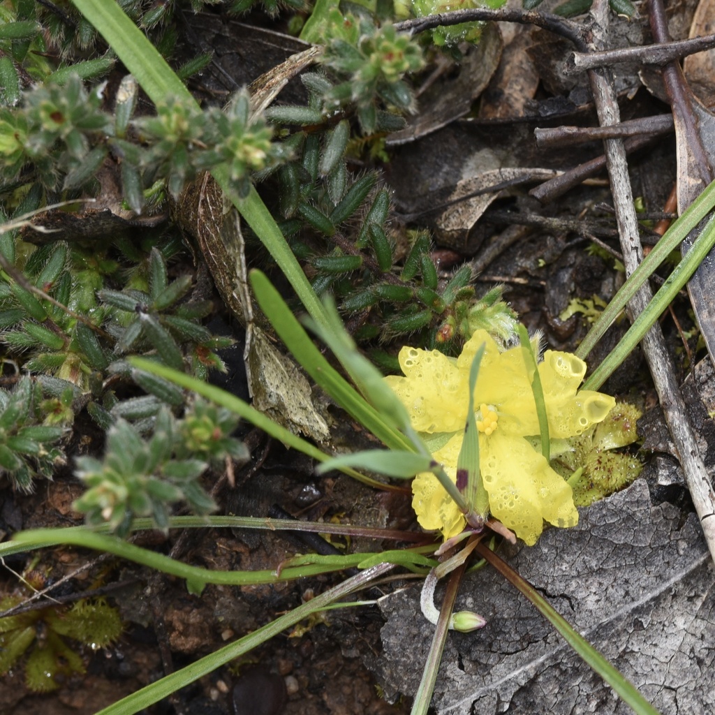 Hibbertia humifusa from Nuggety Hill Bushland Reserve, Deep Lead, VIC ...