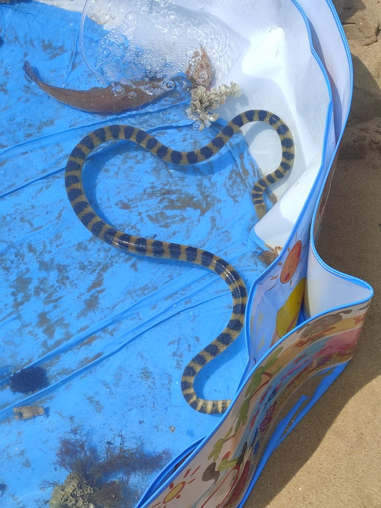 Annulated Sea Snake from C102, Muthukadu, Tamil Nadu 603103, India on ...