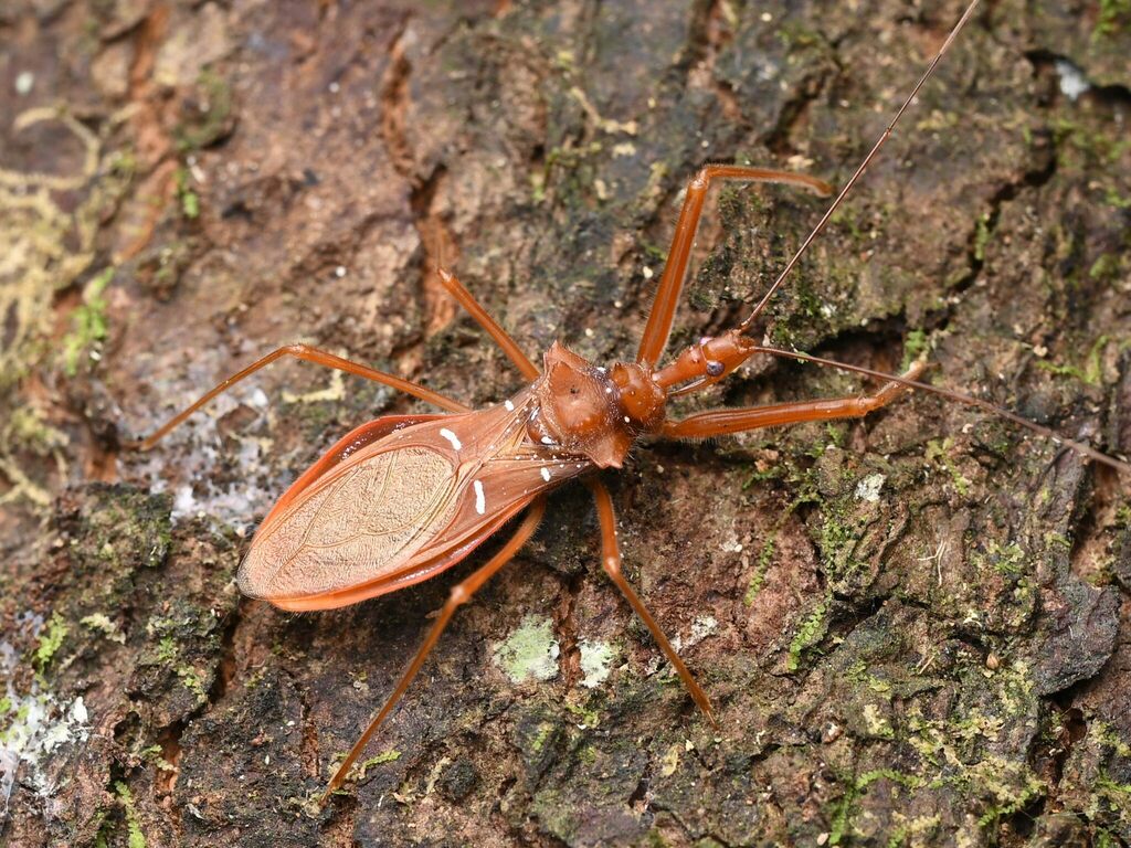 Astinus siamensis from 中国云南省西双版纳傣族自治州勐腊县 on October 24, 2022 at 01:40 ...
