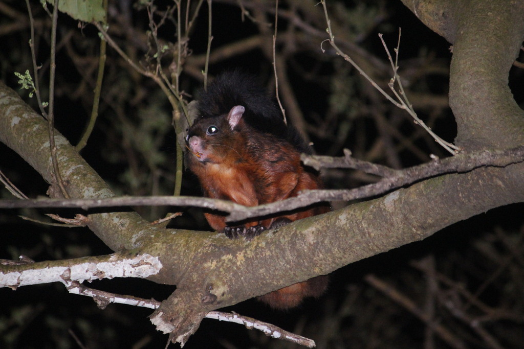 Taiwan Giant Flying Squirrel from 台灣台北 on January 25, 2018 at 09:35 PM ...