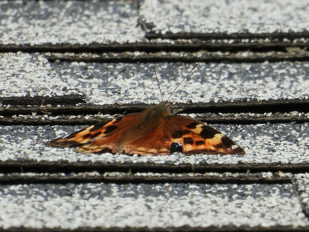 Nymphalis l-album j-album in October 2022 by Michael Dawber. Appears to ...