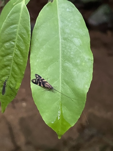 Macrostemum brasiliense · iNaturalist