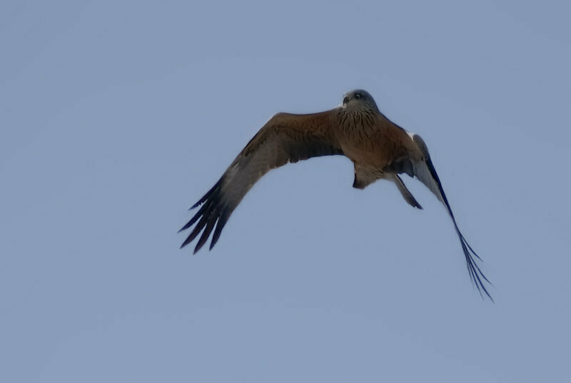 European Red Kite from Marshan, Tangier, Morocco on March 13, 2009 at ...