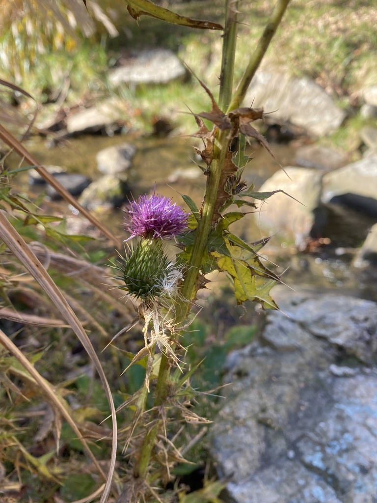 Bull Thistle from Durham Central Park, Boone, NC, US on October 24 ...