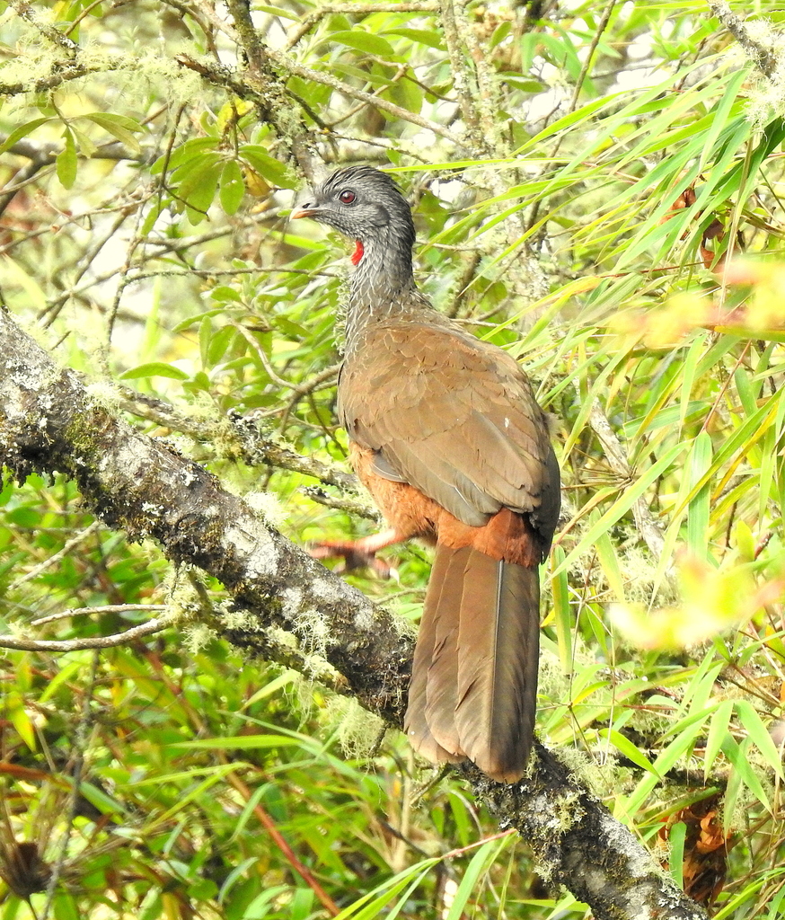 Andean Guan from Palmar, Guatavita, Cundinamarca, Colombia on October ...