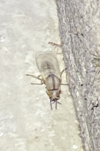 Mosca negra (Simulium mediovittatum)