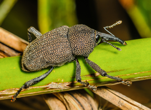 Homalinotus pectinis · iNaturalist