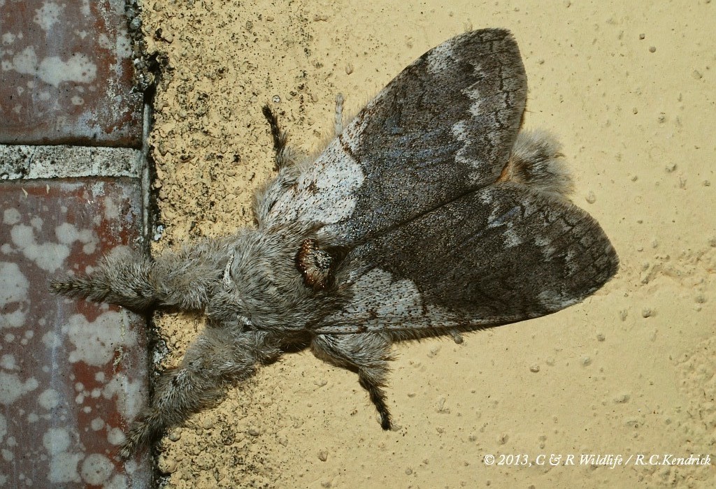 Grote's Tussock Moth from Tai Yeung Che Village, Lam Tsuen Valley, Tai ...