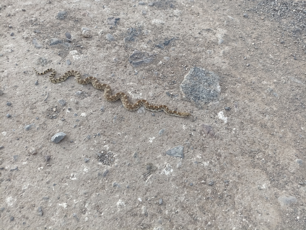 Gopher Snake from 31825 Chih., México on October 22, 2022 at 04:04 PM ...