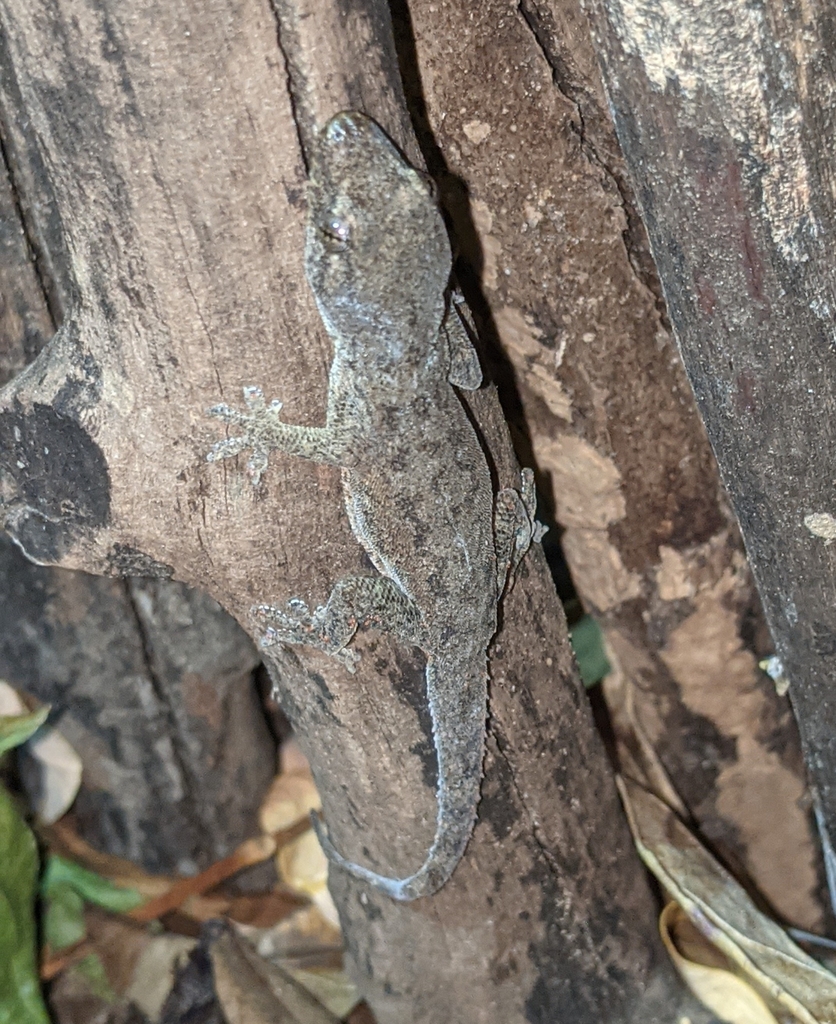 Common Four-clawed Gecko from Ambilobe, Madagascar on October 9, 2022 ...
