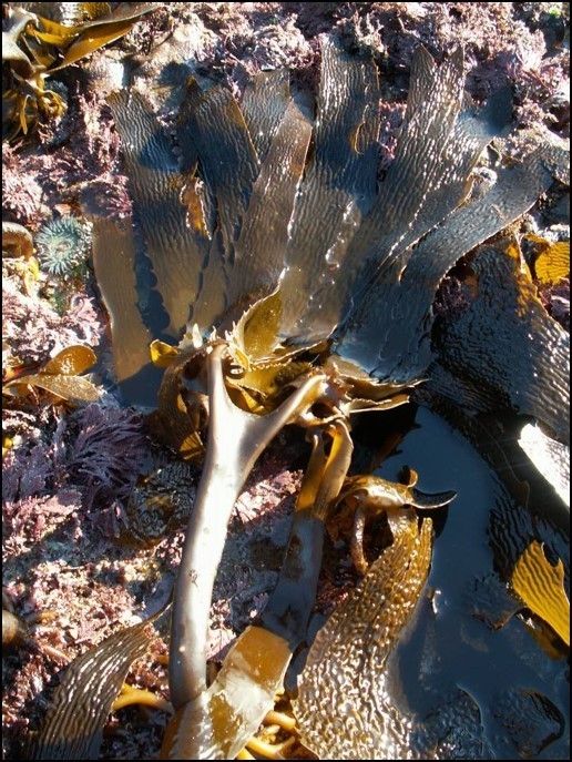 Southern sea palm (Multi-Agency Rocky Intertidal Network ) · iNaturalist