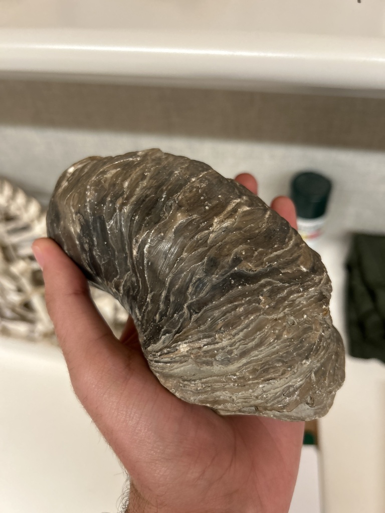 Exogyra ponderosa in October 2022 by Dante Villarreal. Prehistoric ...