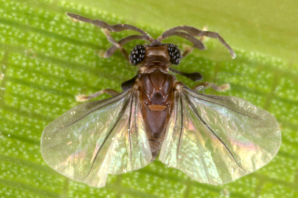 Twisted-wing Insects from Madagaskar, Namoroka, ricefield on October 28 ...