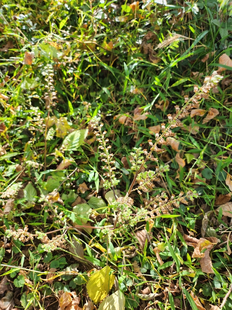 beefsteak plant from Greenville, SC 29605, USA on October 24, 2022 at ...