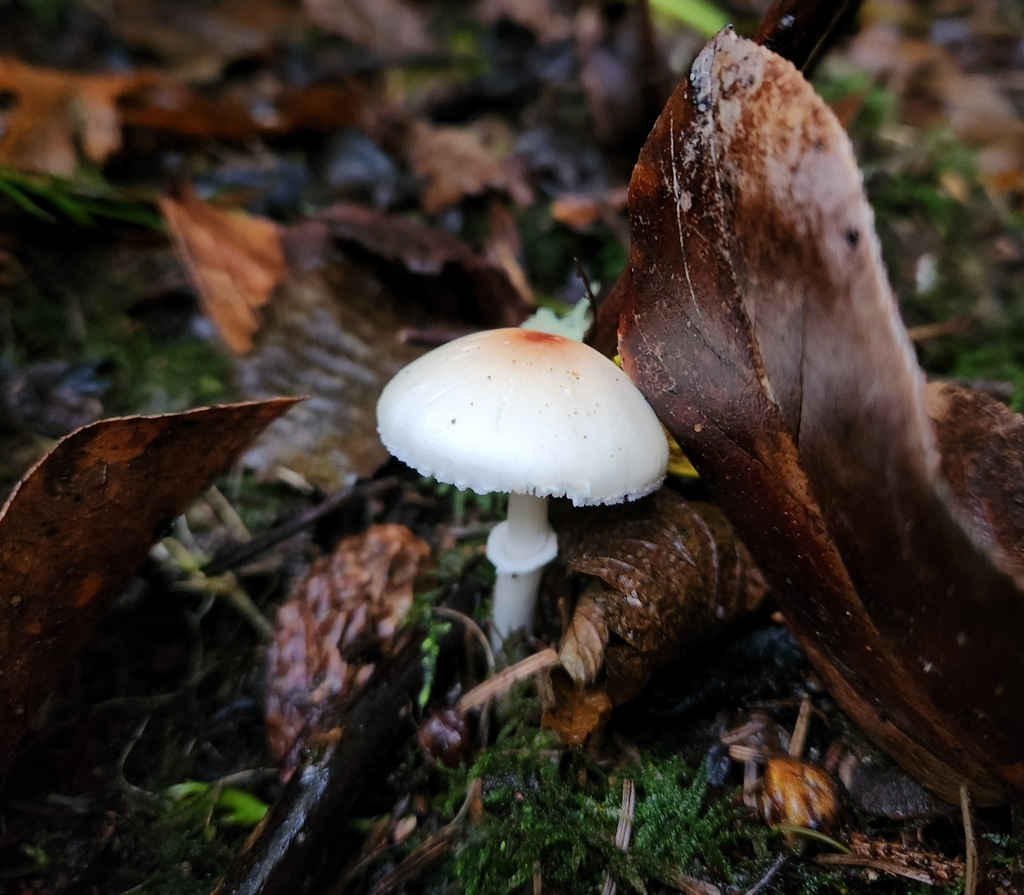 Lepiota rubrotinctoides from Ilwaco, WA 98624, USA on October 23, 2022 ...