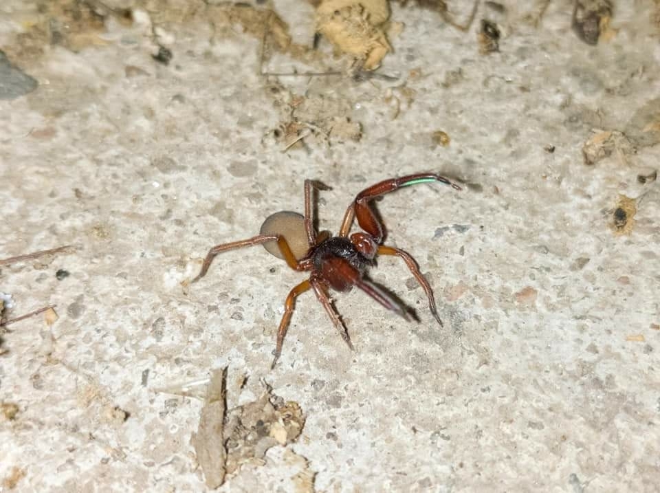 Otiothopine Palp-footed Spiders in March 2021 by Alan Varela · iNaturalist