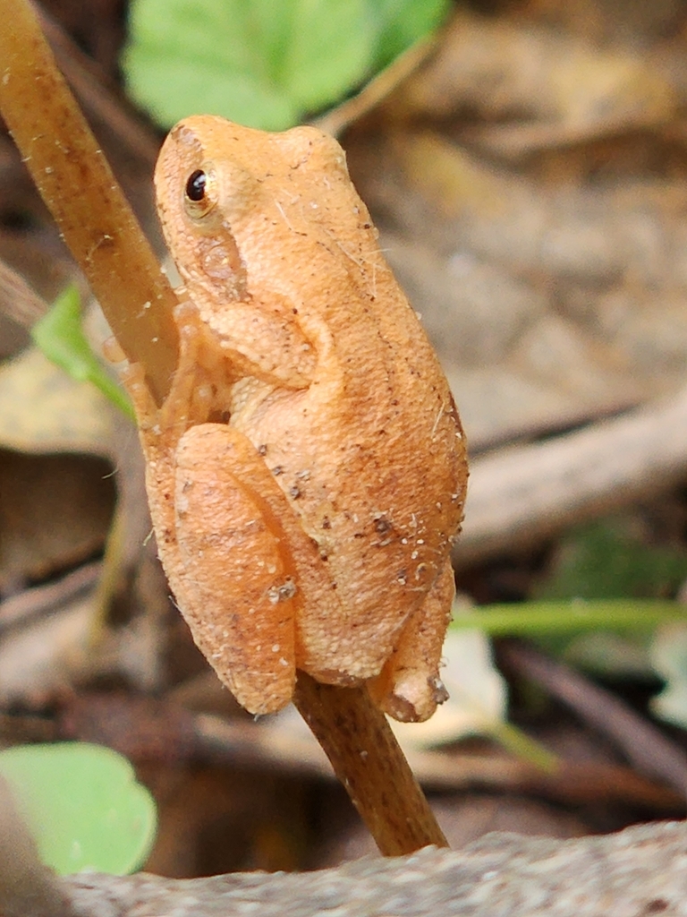 Spring Peeper from Sherwood, MI 49089, USA on October 24, 2022 at 04:09 ...