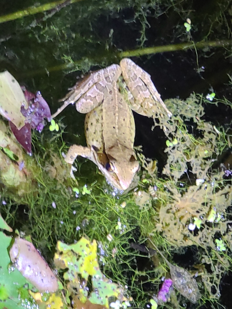 Olive Frog from 555台灣南投縣魚池鄉五城村 on October 24, 2022 at 08:59 PM by 顧建業 ...