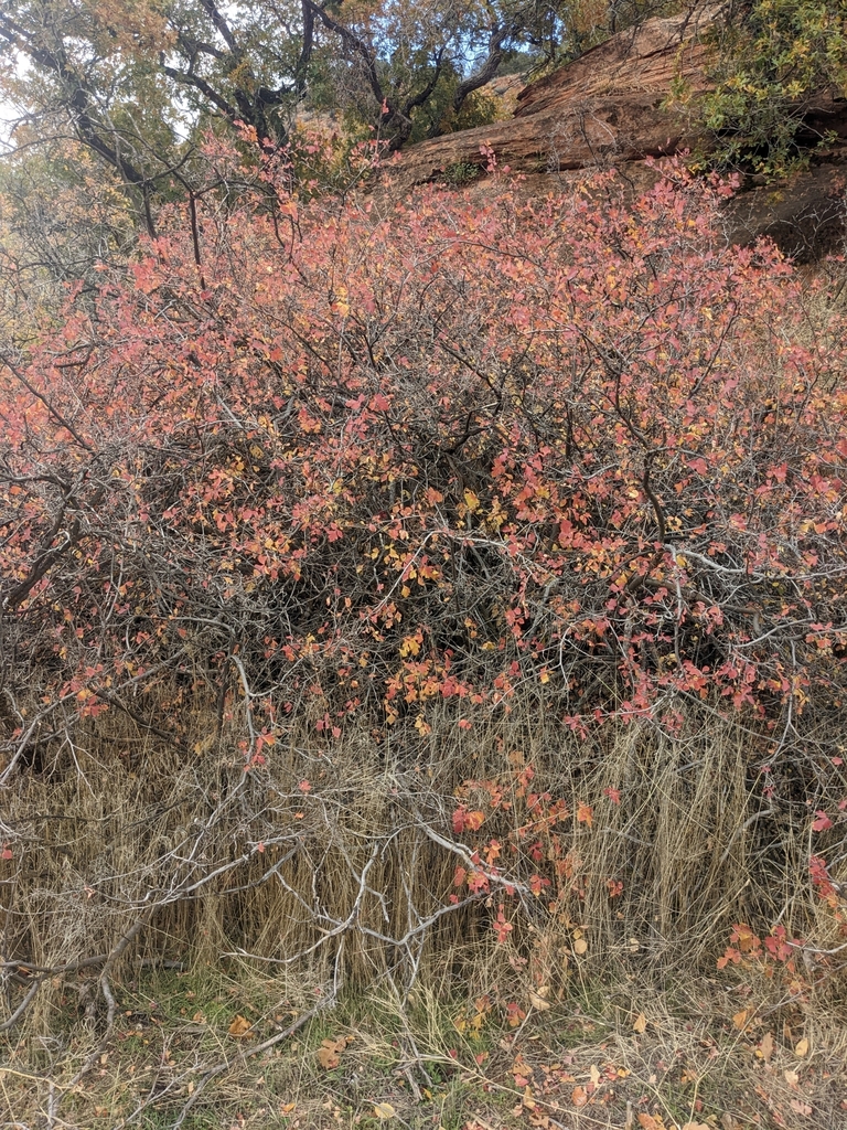 Skunkbush Sumac from Springville, Utah 84663, EE. UU. on October 24 ...