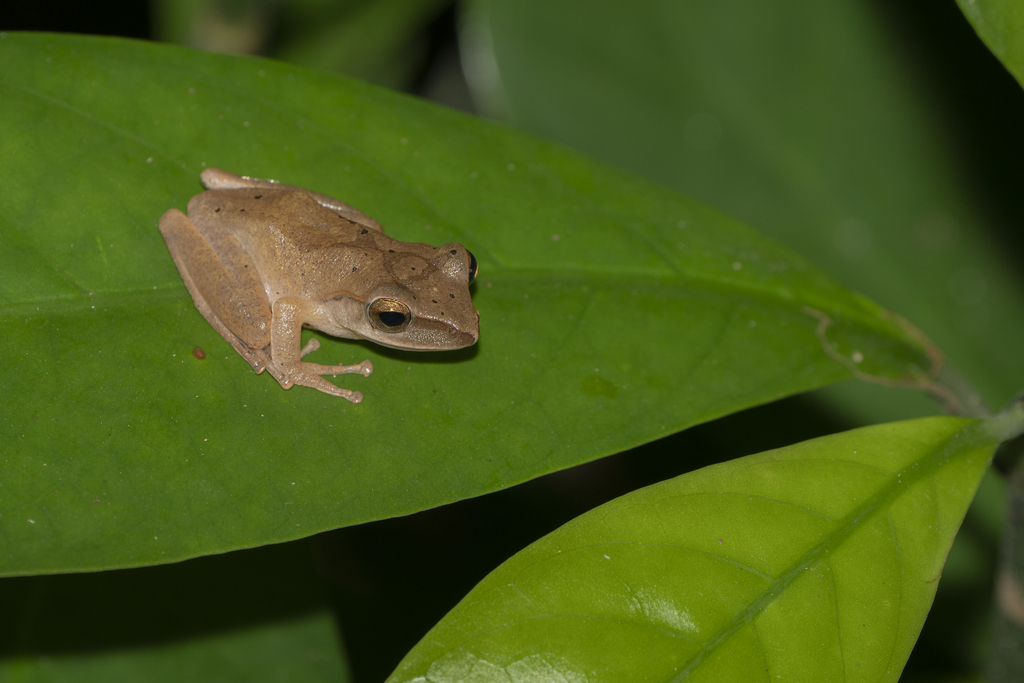 Brown Tree Frog from Tsuen Wan, Hong Kong on October 24, 2022 at 07:58 ...