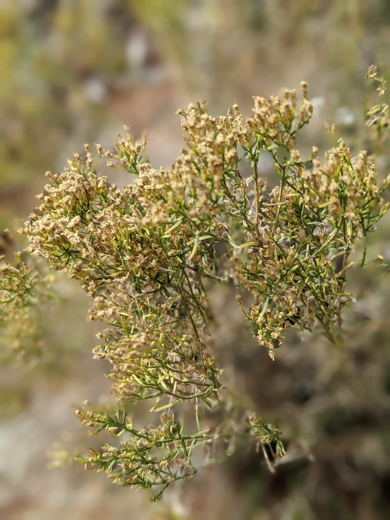 Broom Snakeweed from Springville, Utah 84663, EE. UU. on October 24 ...