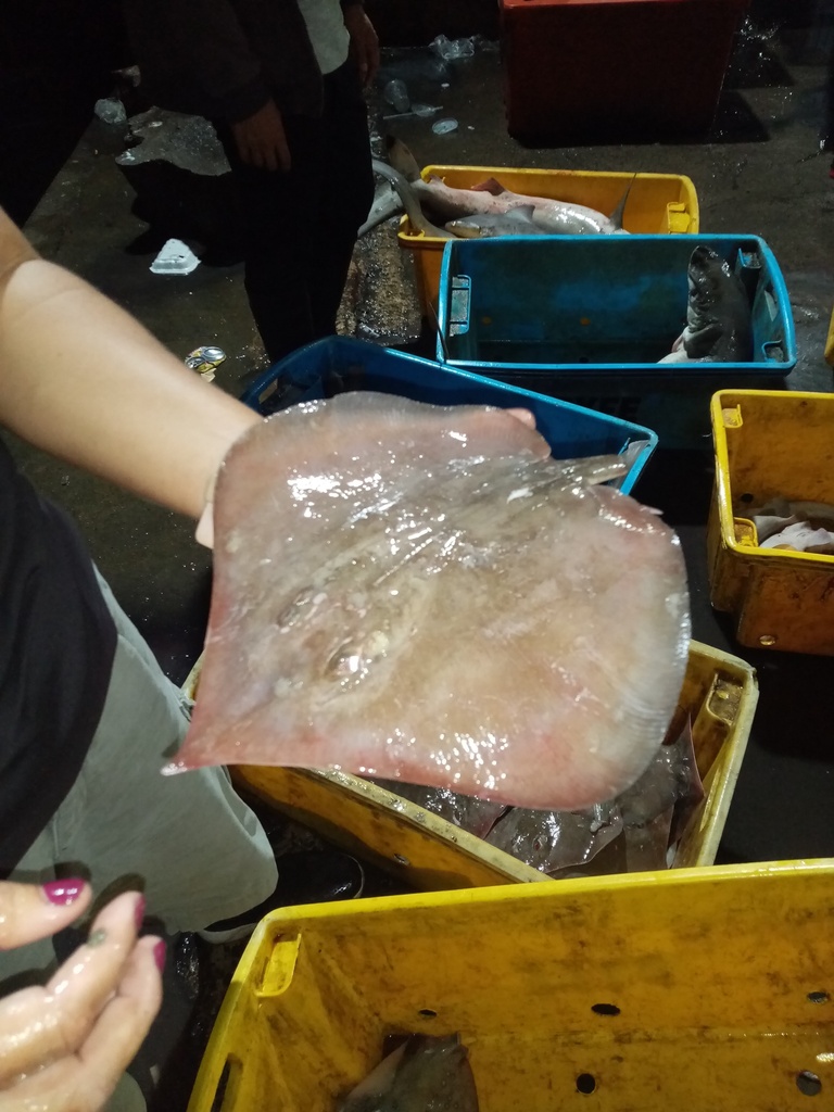 Indonesian Sharpnose Stingray (Telatrygon biasa) - Marine Life ...