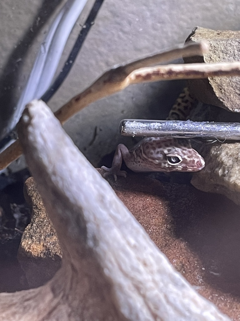 Texas Banded Gecko in December 2020 by Cole Burrow. During a trip a few ...
