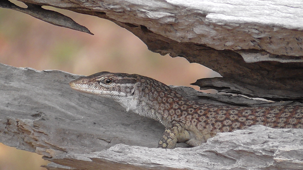 Freckled Monitor from Watsonville QLD 4887, Australia on October 25 ...