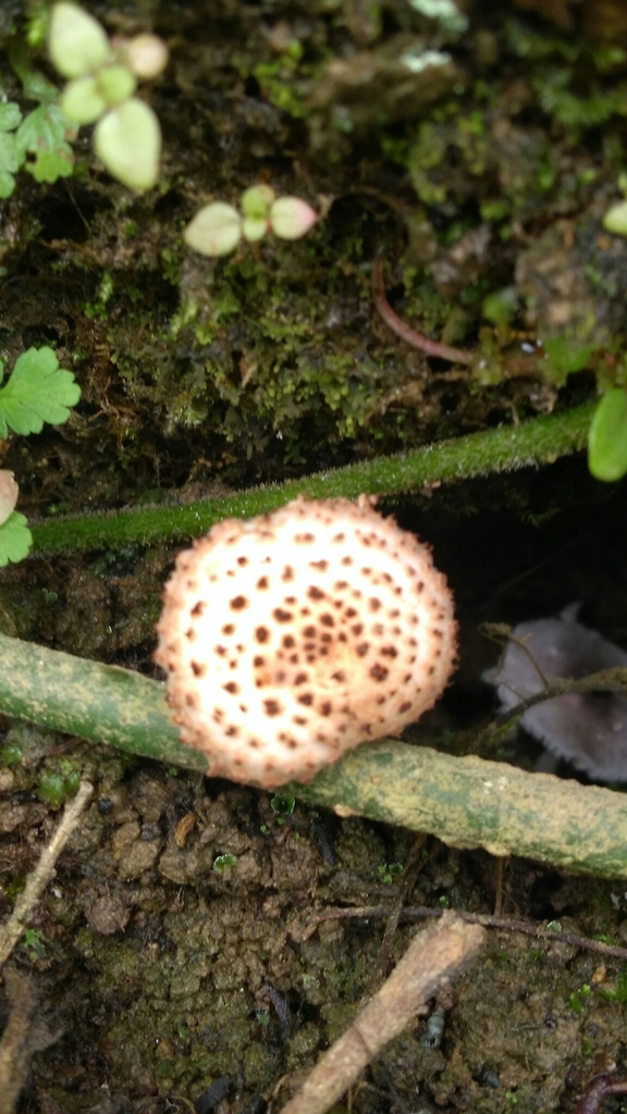Freckled Dapperling from Autlán de Navarro, Jal., México on October 23 ...
