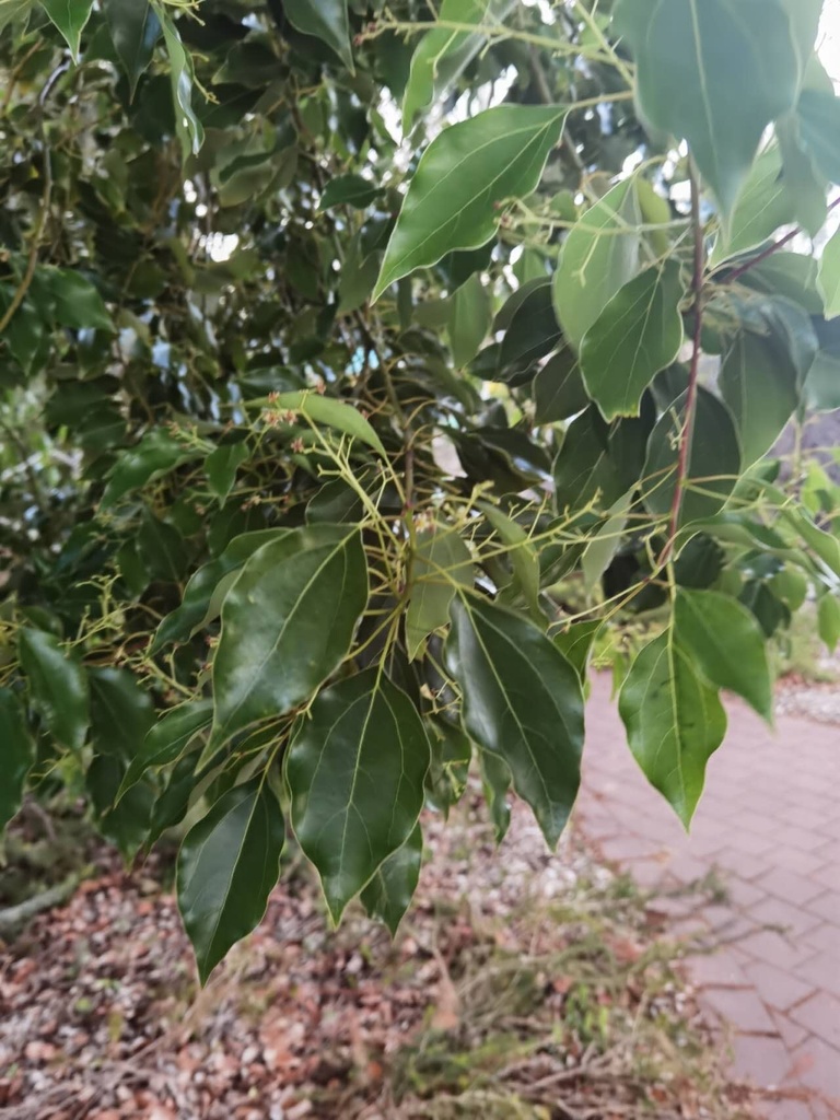 Camphor Tree from Edith Cowan University - Mount Lawley Campus, Mount ...